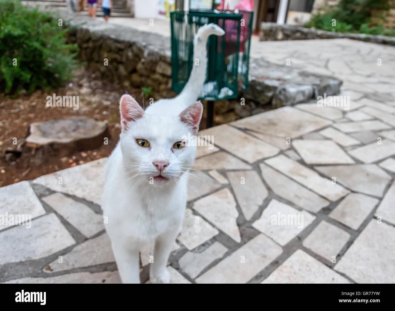 White cat's sharp eyes Stock Photo - Alamy