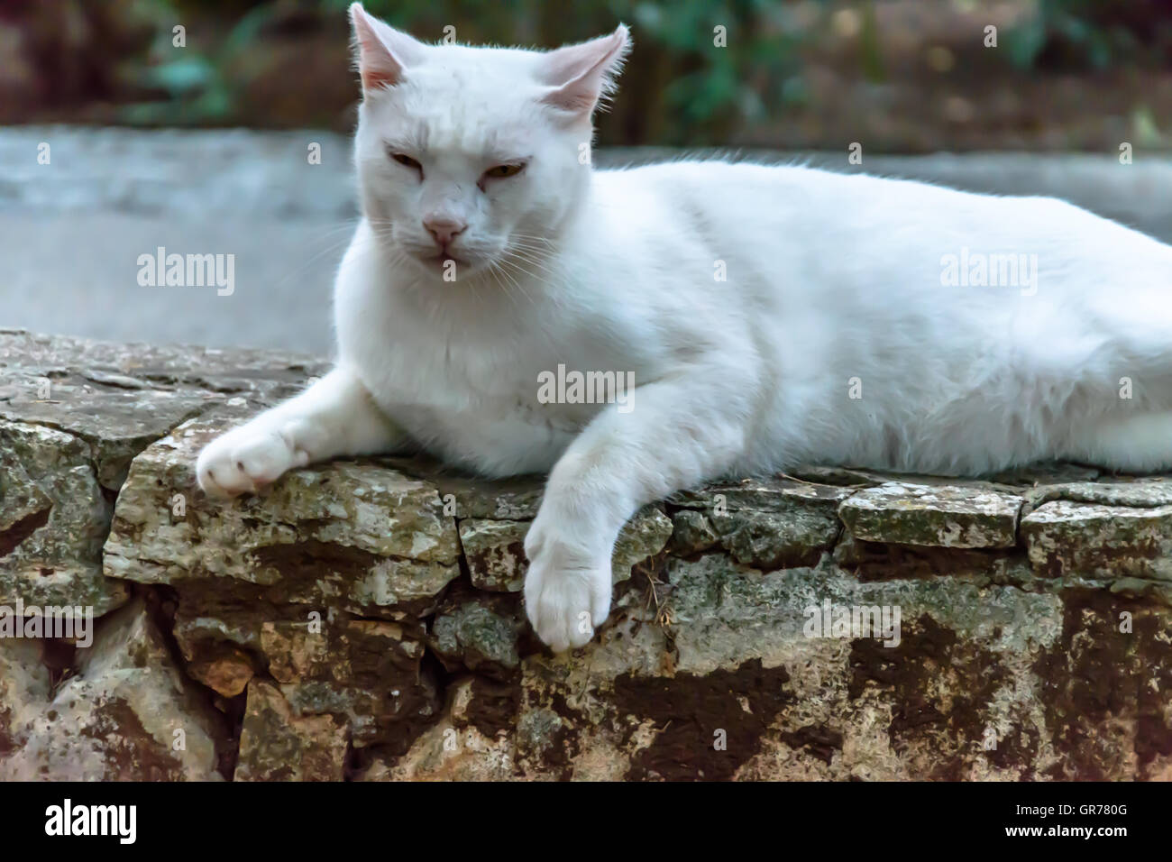 White cat resting Stock Photo - Alamy
