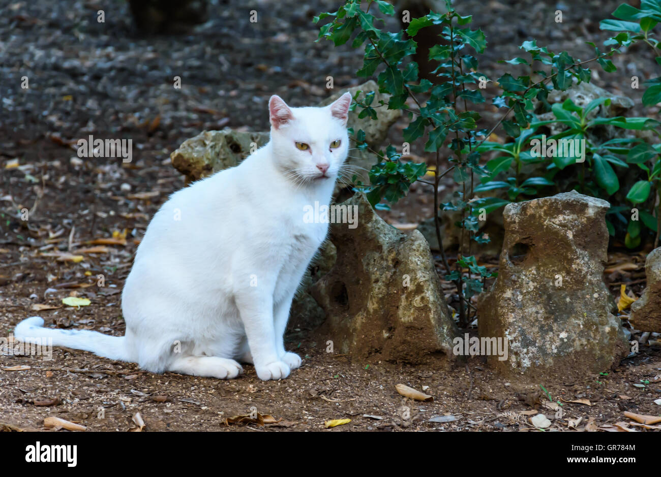 White cat sitting Stock Photo - Alamy