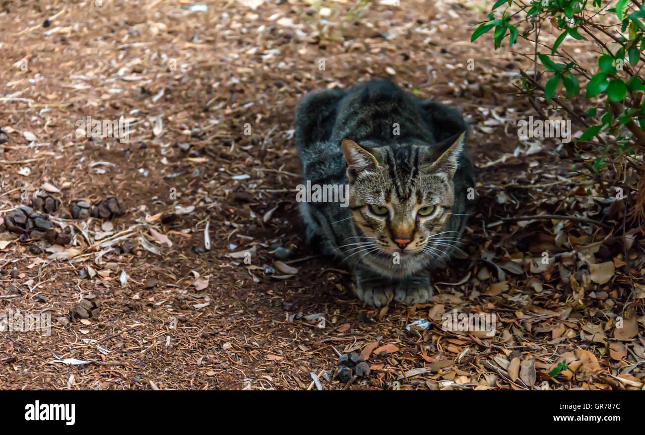 Crouch crouching hi-res stock photography and images - Alamy