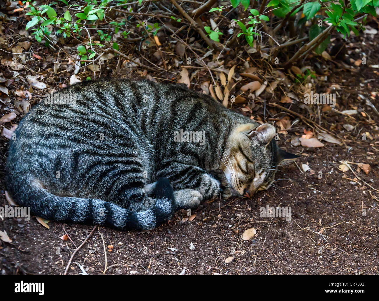 Soft striped cat hi-res stock photography and images - Alamy