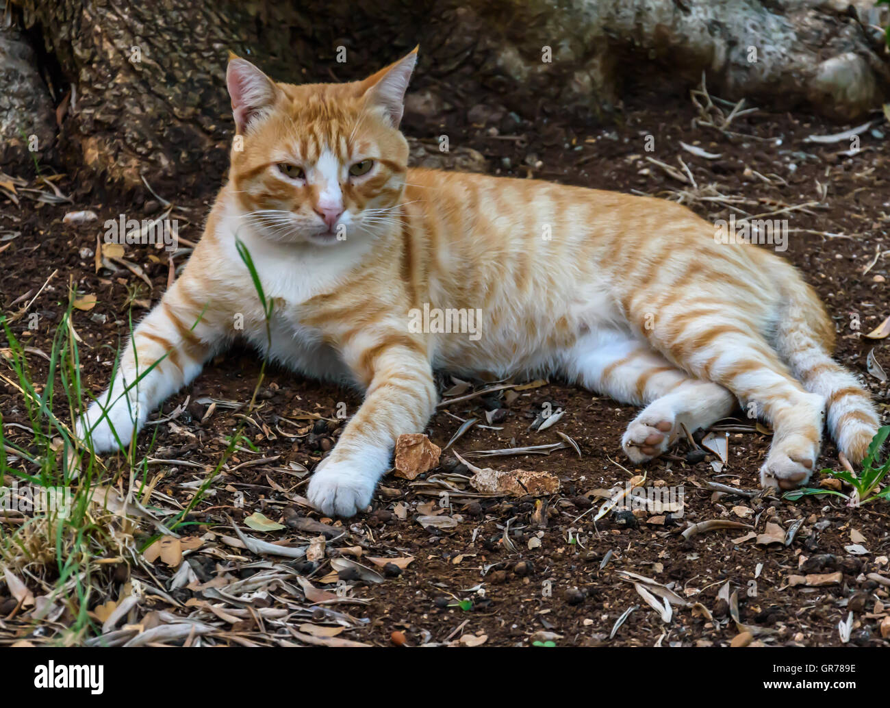 Striped cat lying Stock Photo - Alamy