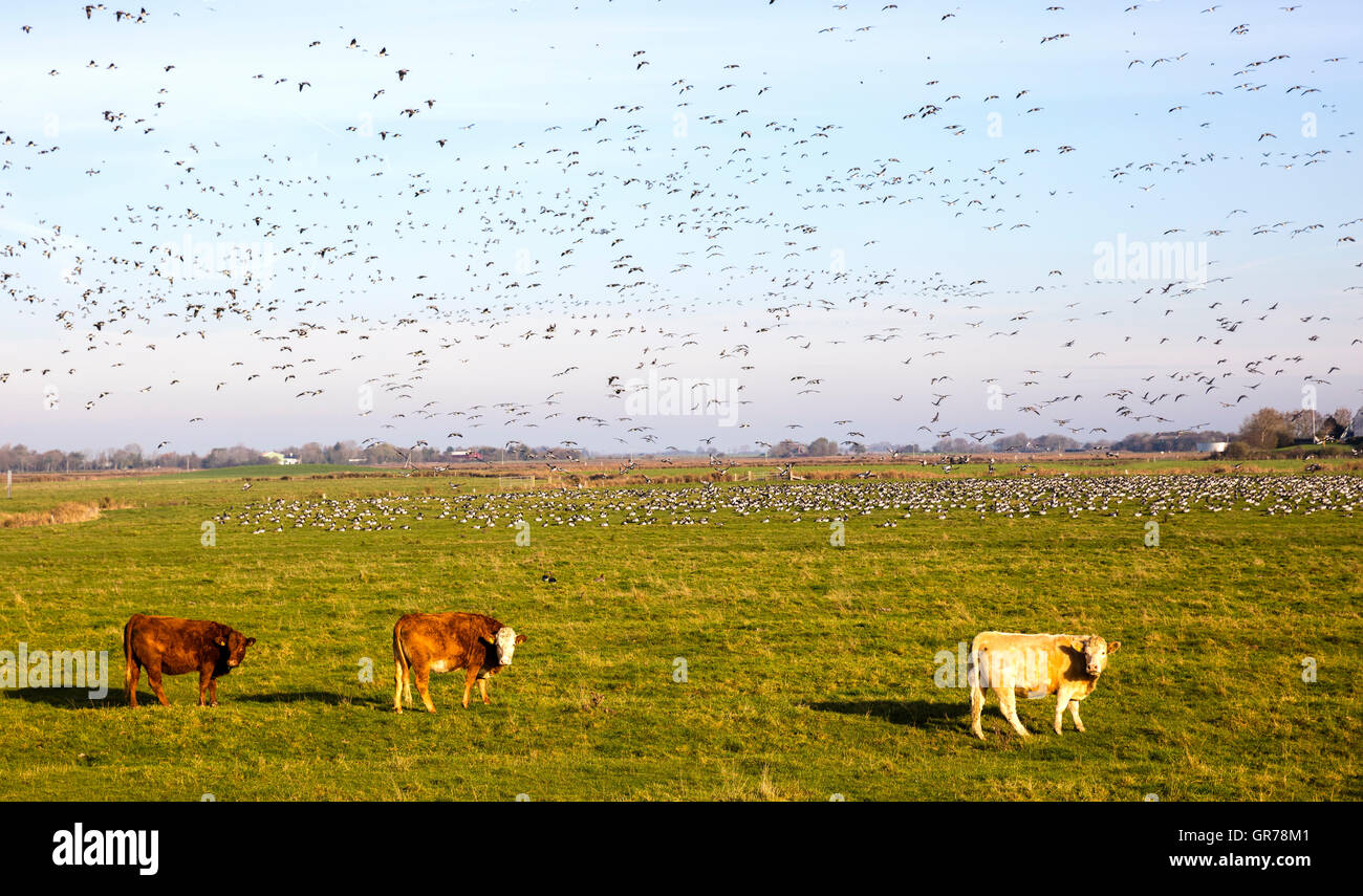 Animal on the alm hi-res stock photography and images - Alamy