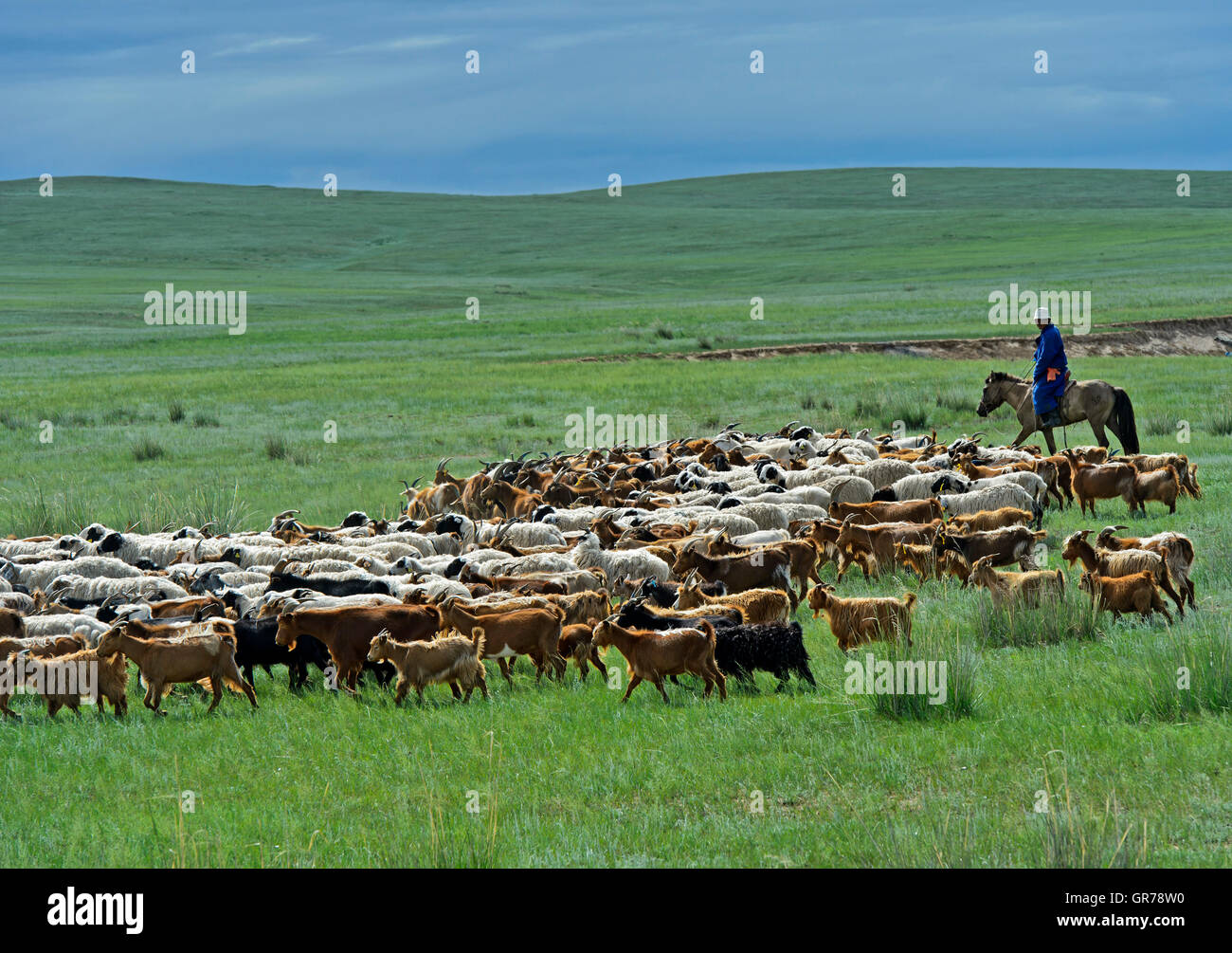 A Herd Of Kashmir Goats In The Mongolian Steppe, Mongolia Stock Photo ...
