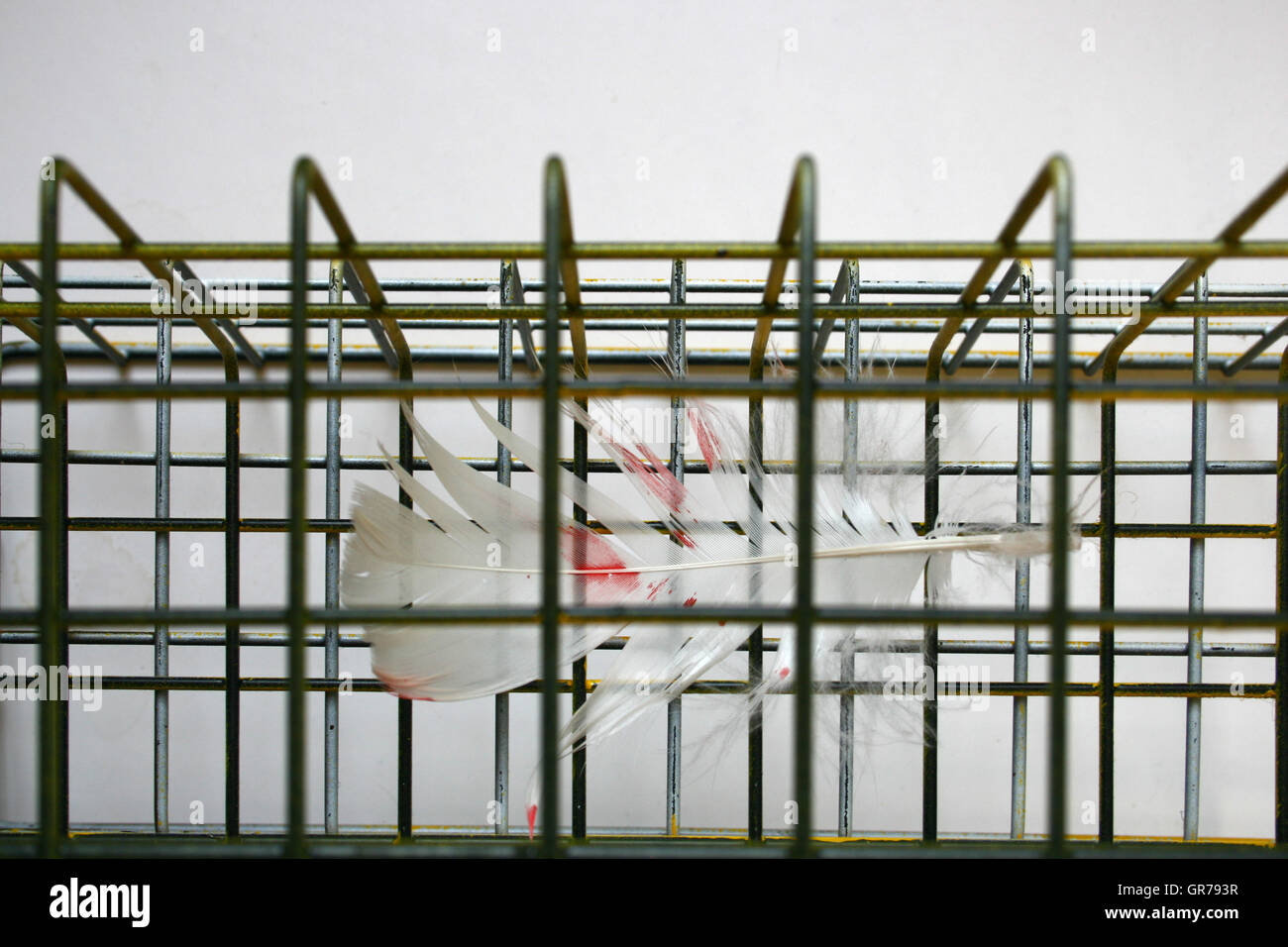 Battery chickens cage hi-res stock photography and images - Alamy