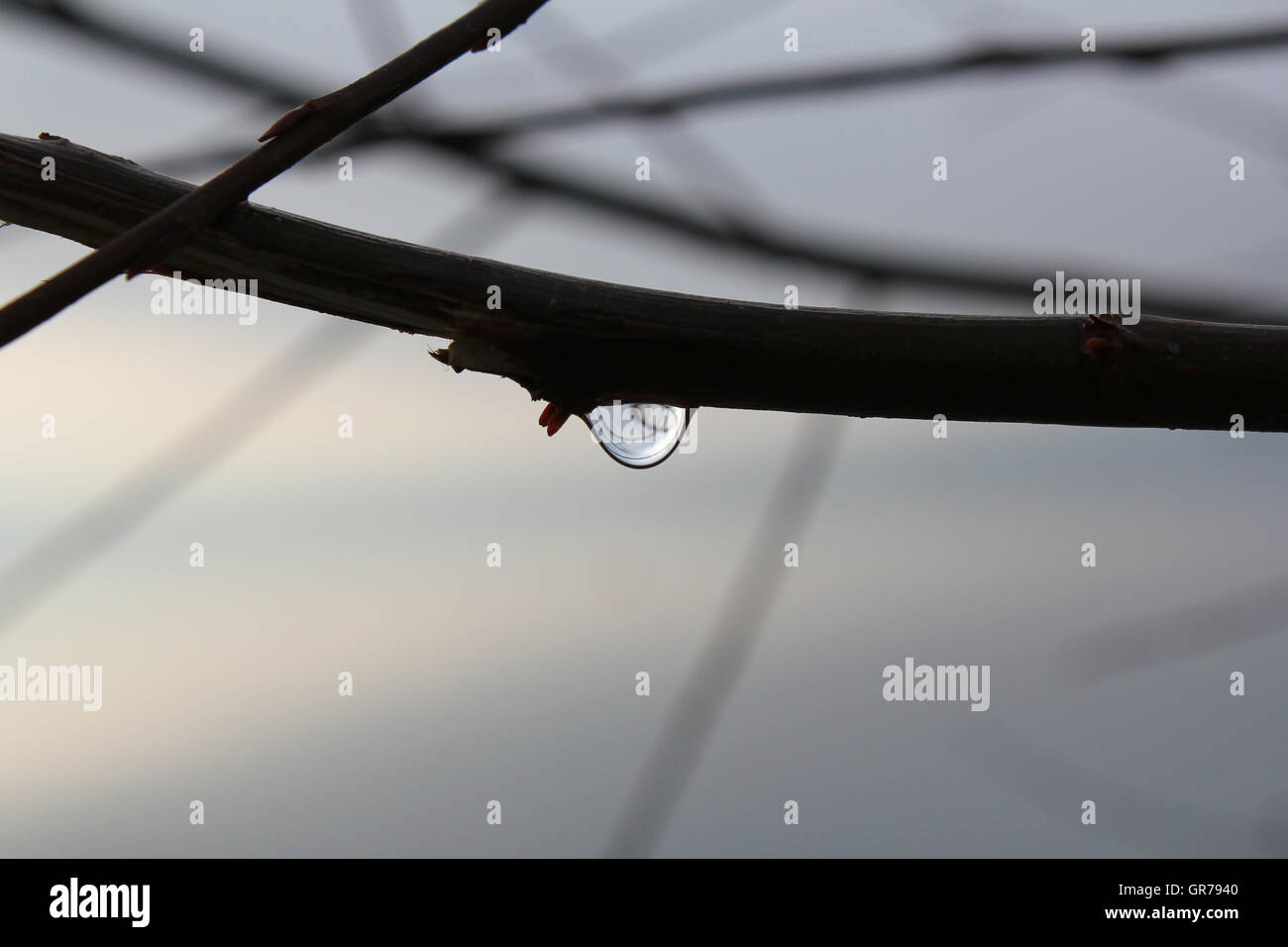 A Single Rain Drop Stock Photo - Alamy
