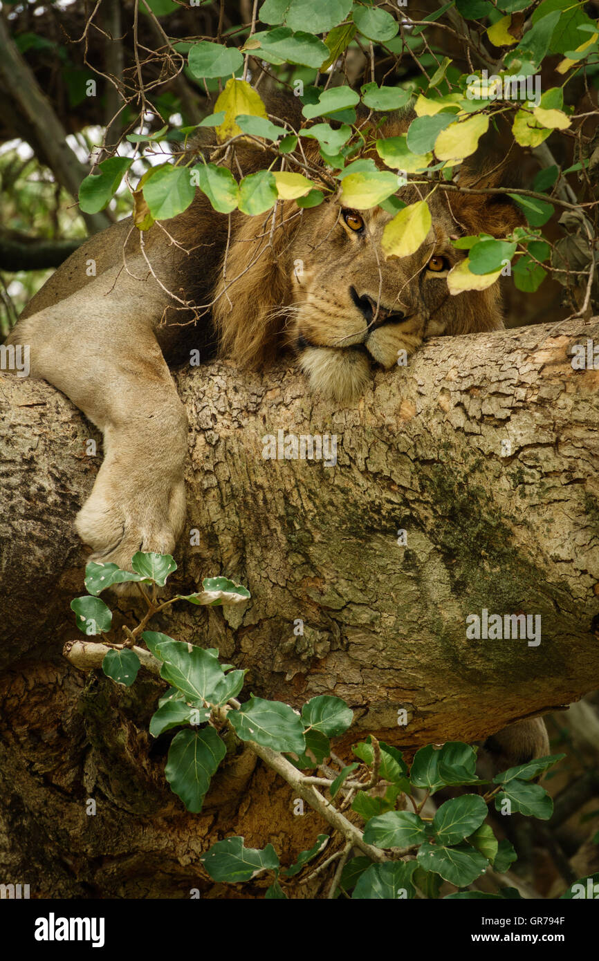 Lion botswana tree hi-res stock photography and images - Alamy