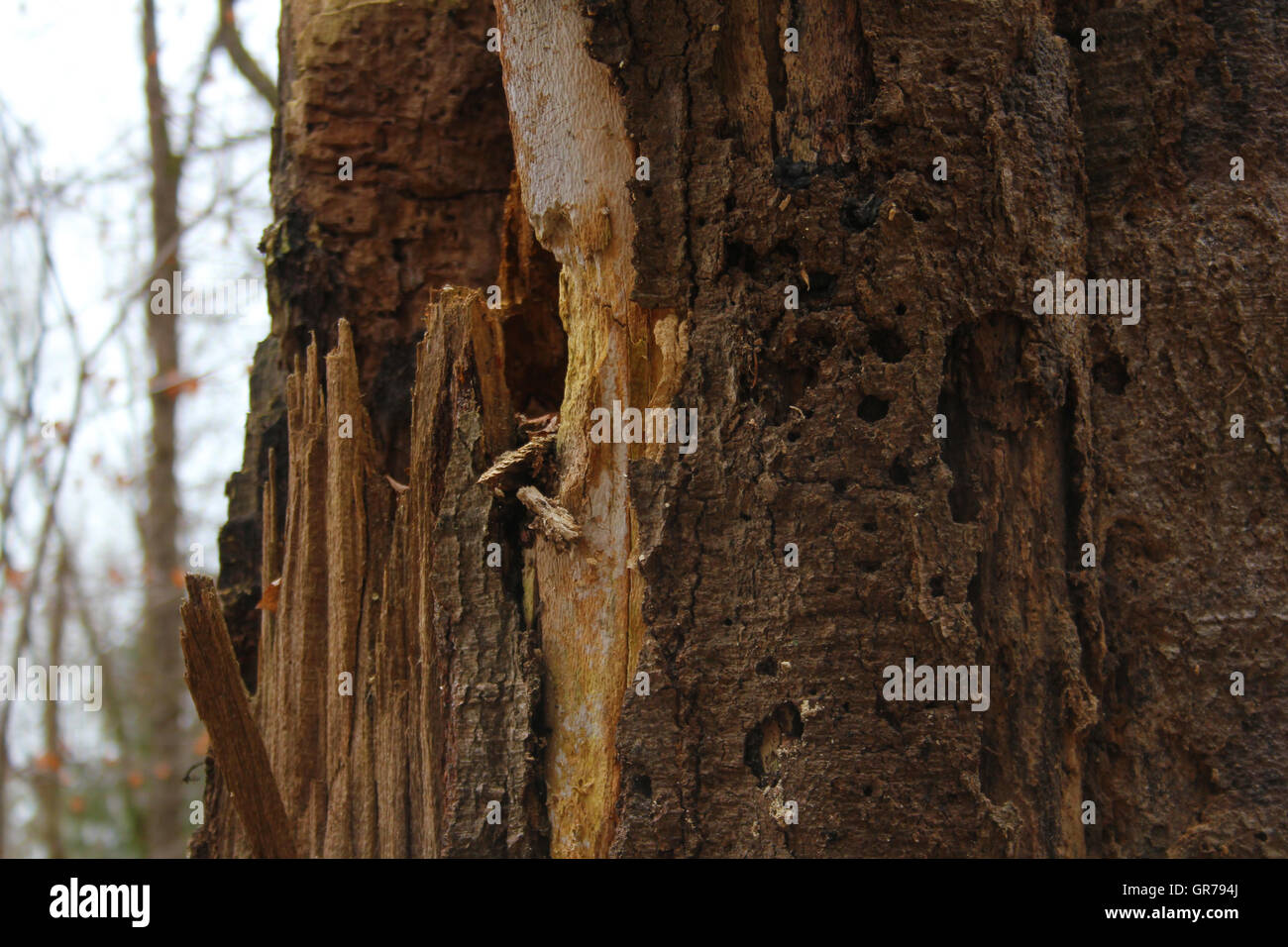 Old bent tree hi-res stock photography and images - Alamy