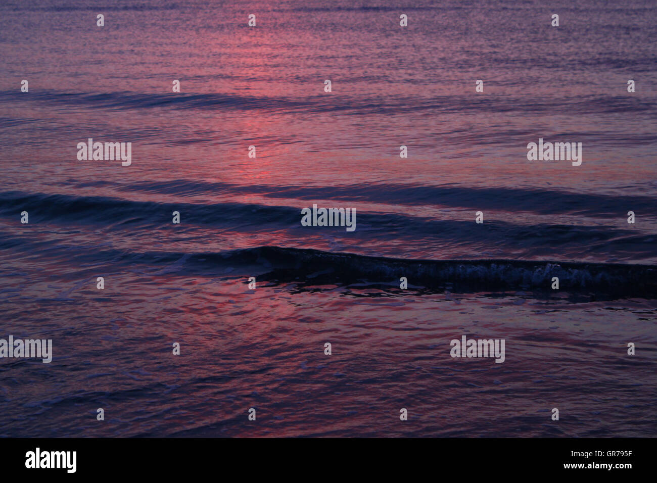 Marine violet hi-res stock photography and images - Alamy