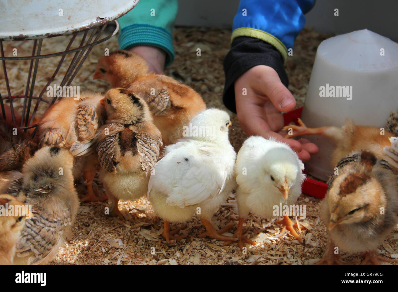 Petting zoo chicken hi-res stock photography and images - Alamy