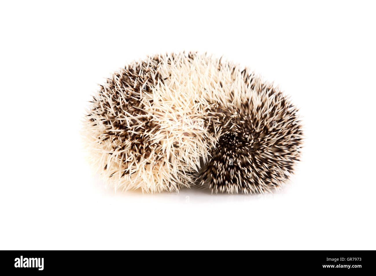 Very shy hedgehog isolated in a white background Stock Photo - Alamy