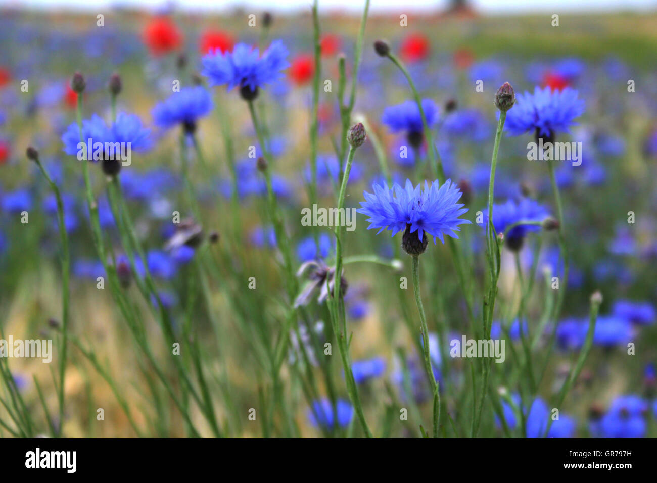 Corn And Flowers Stock Photo - Alamy