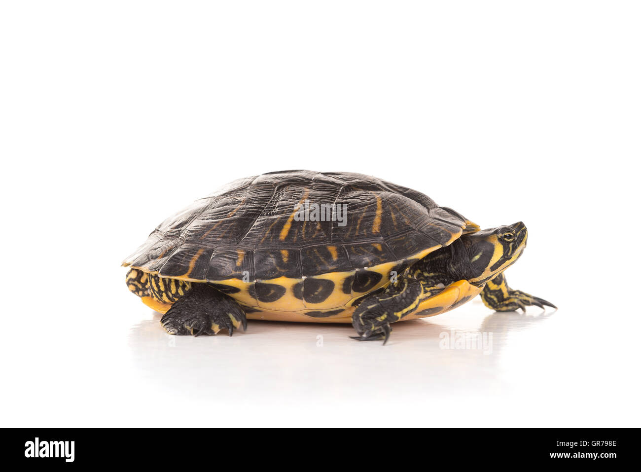 Cute little turtle isolated in a white background Stock Photo - Alamy