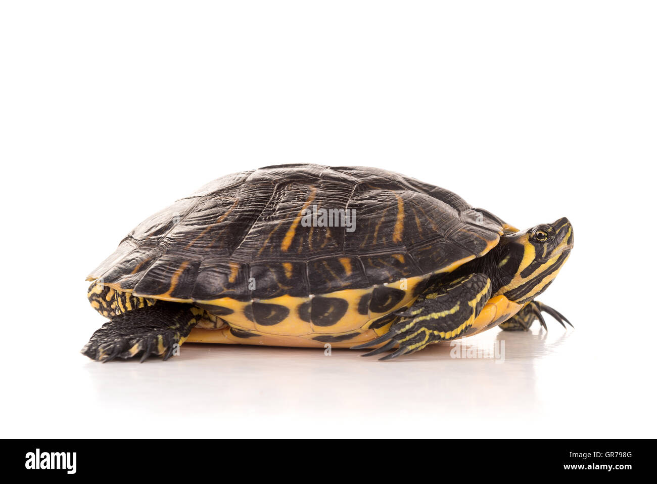 Cute little turtle isolated in a white background Stock Photo - Alamy