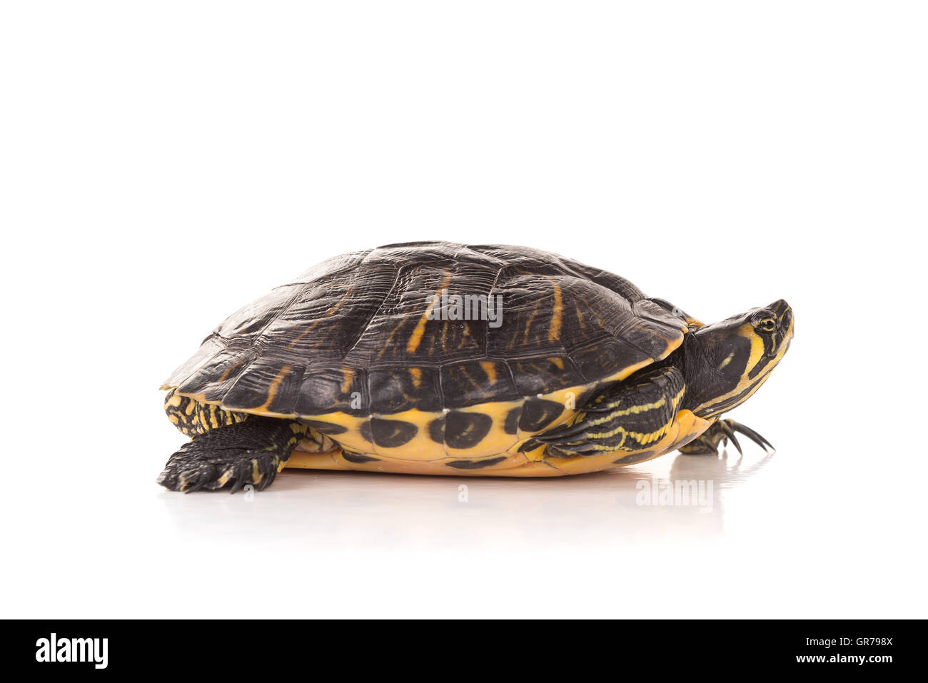 Cute little turtle isolated in a white background Stock Photo - Alamy