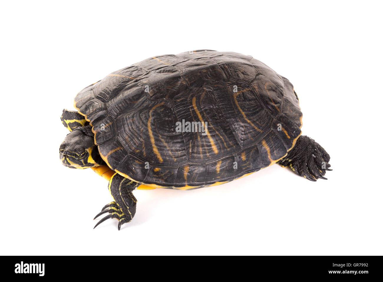 Cute little turtle isolated in a white background Stock Photo - Alamy
