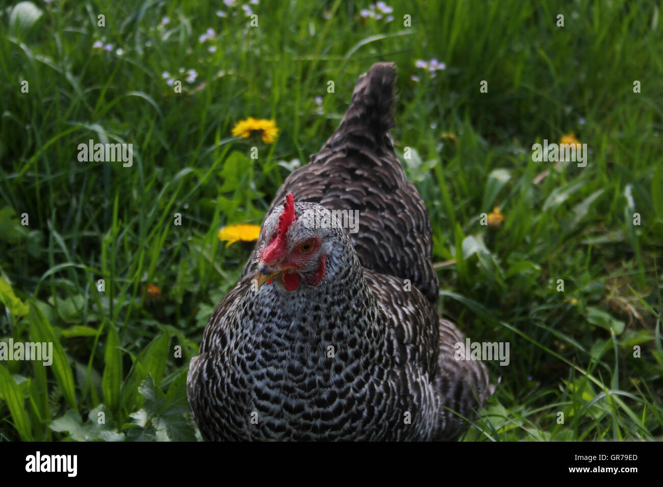 Curious hen hi-res stock photography and images - Alamy