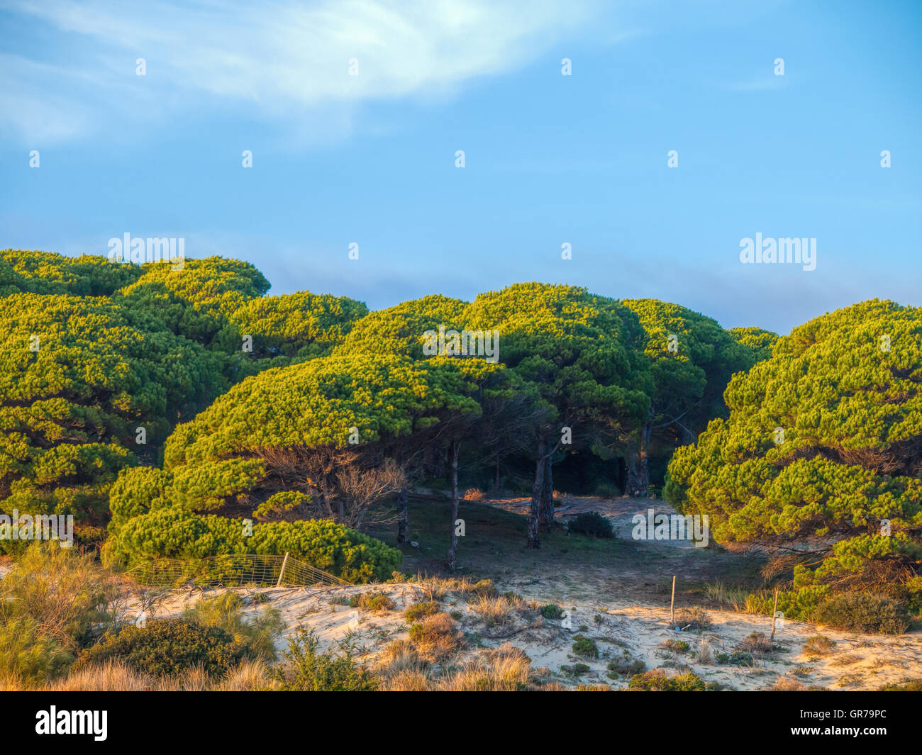 Umbrella pine tree hi-res stock photography and images - Alamy