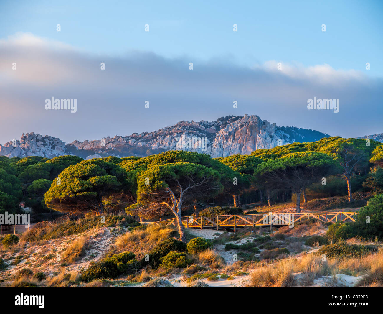 Pine trees tree sandy hi-res stock photography and images - Alamy