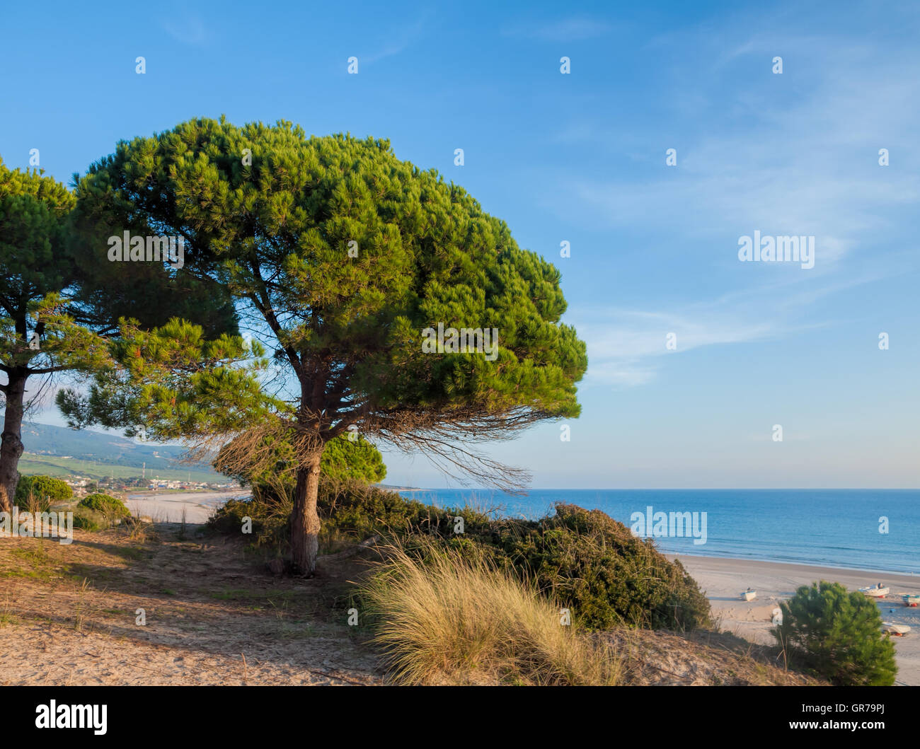 Beach Of Bolonia, Tarifa, Spain, Costa De La Luz With Stone Pine Trees ...