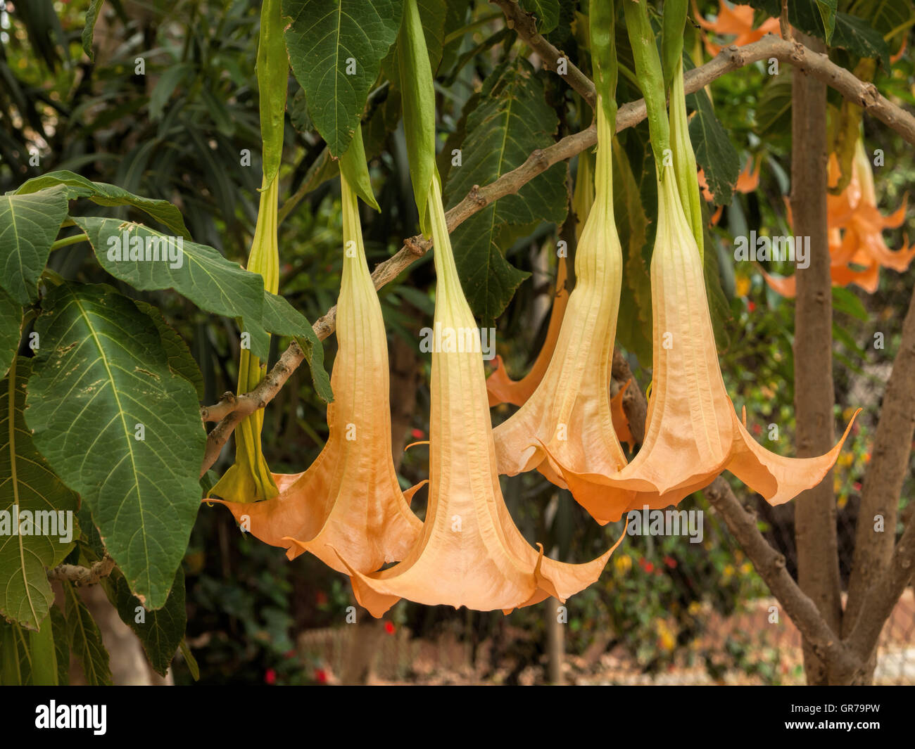 Angel trumpet flowers hi-res stock photography and images - Alamy