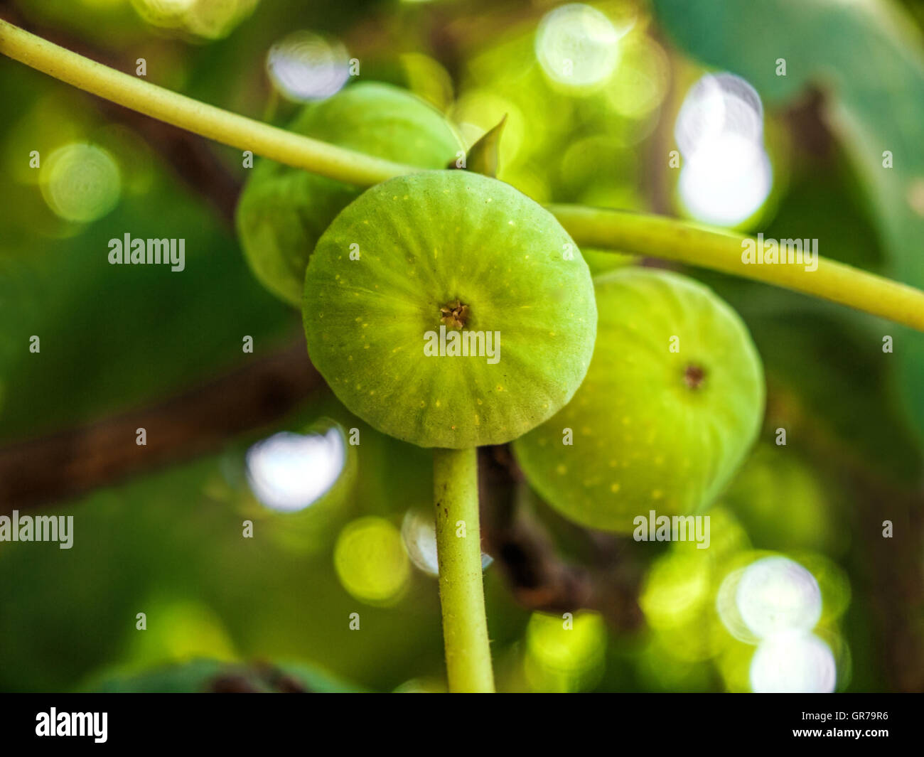 Figs tree hi-res stock photography and images - Alamy