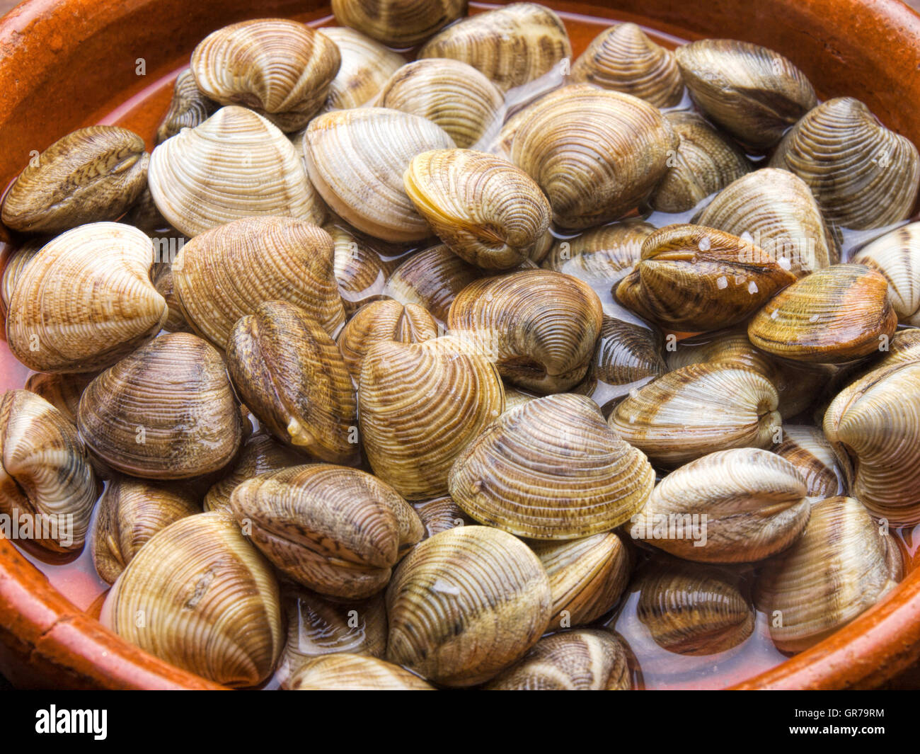 Living Uncooked Calms, Seashell Stock Photo - Alamy