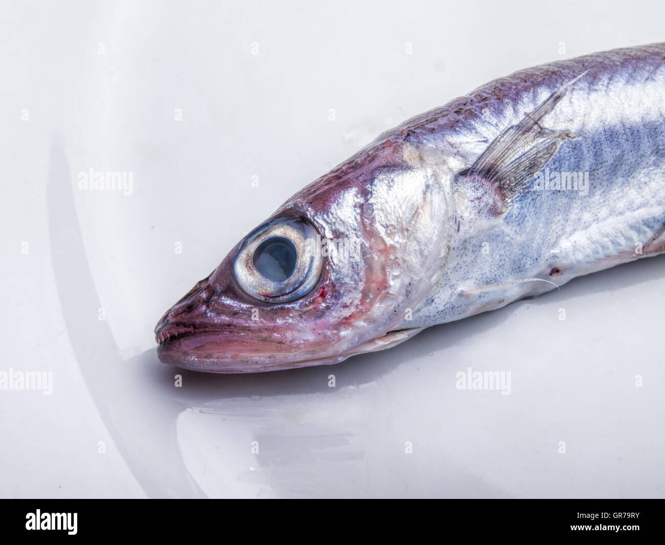 Blue whiting fish hi-res stock photography and images - Alamy