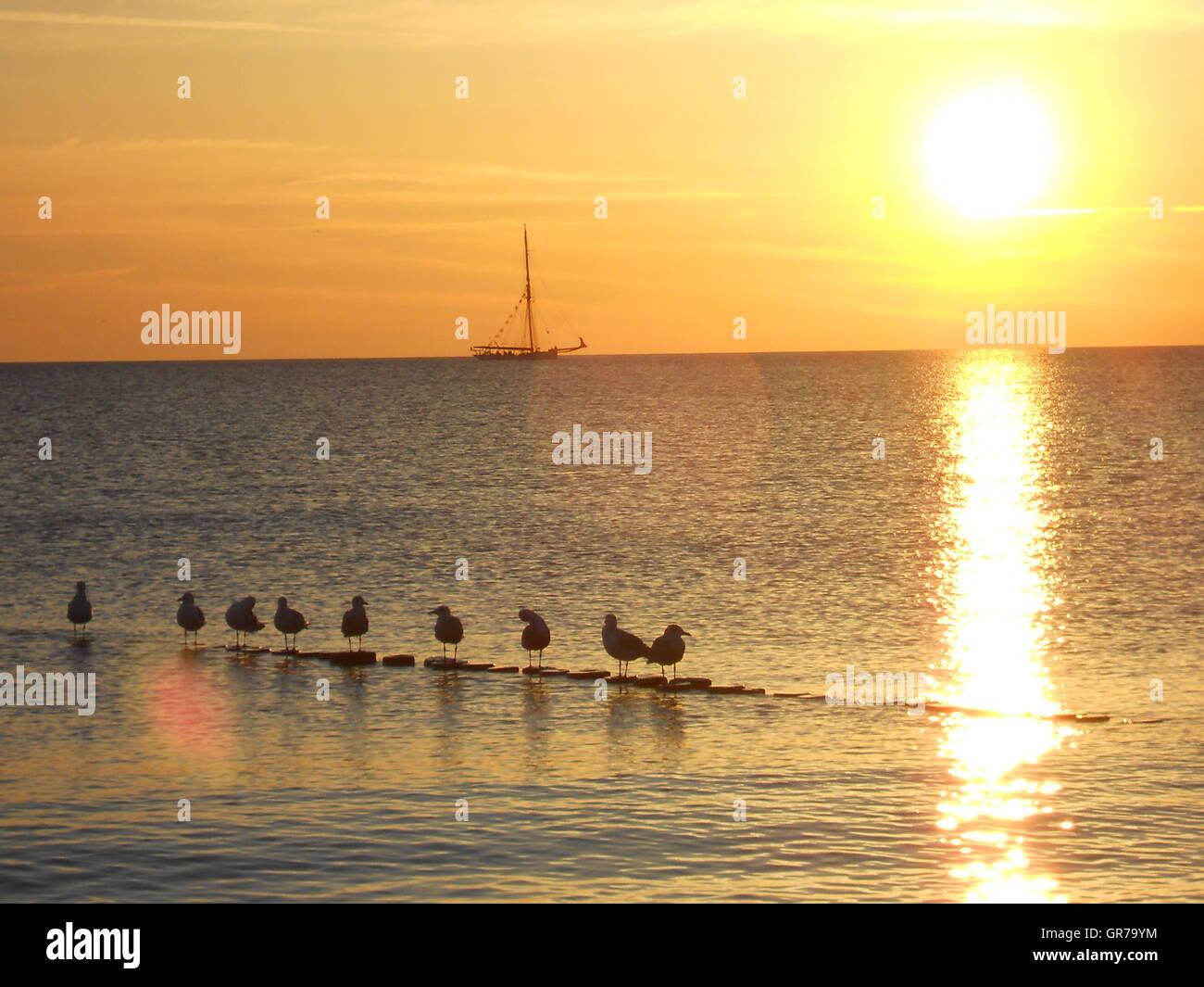 Birds And Sailing Ship In Sundset Stock Photo - Alamy