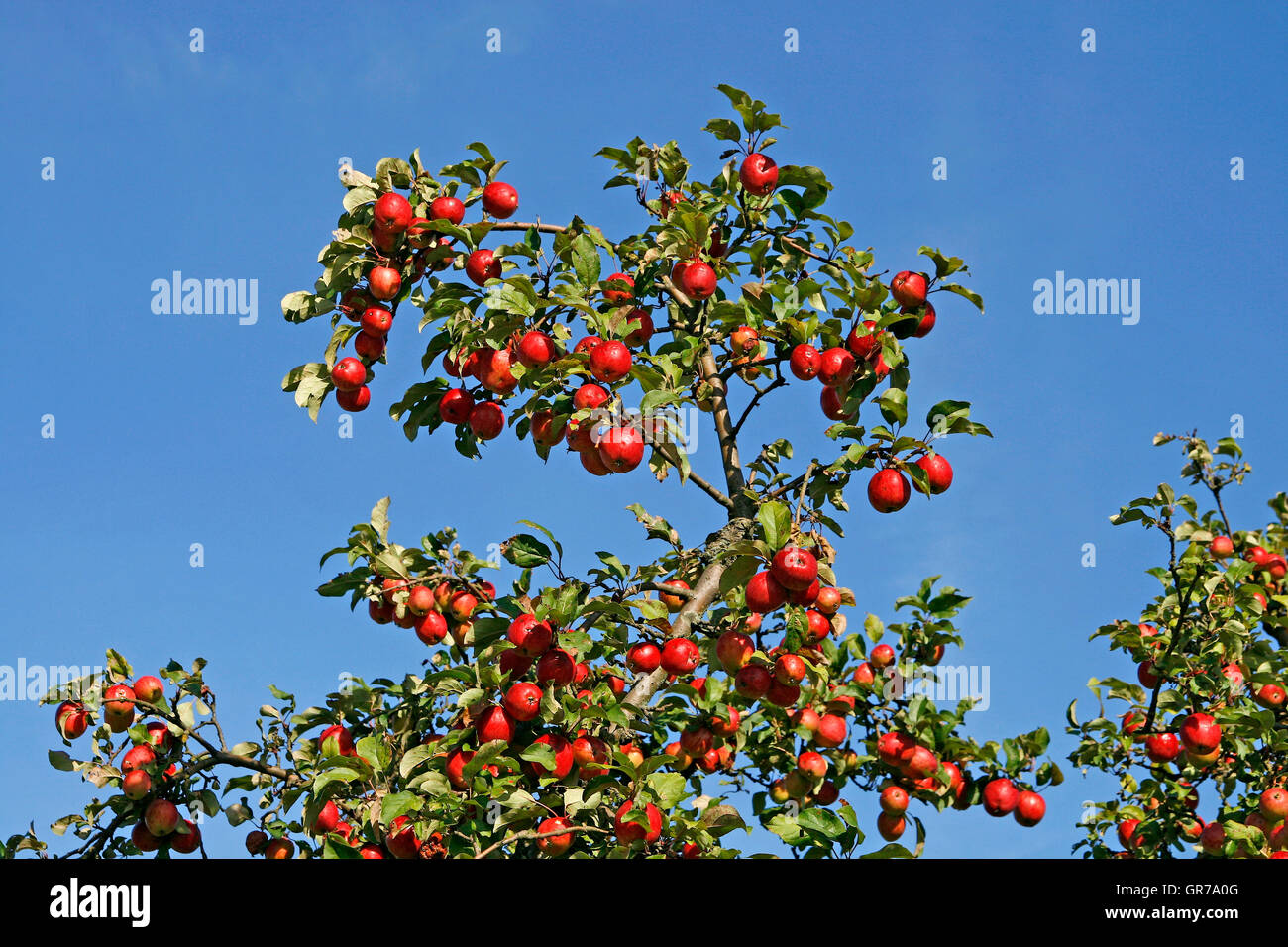 Apple Tree In Autumn With Ripe Fruits, Germany Stock Photo - Alamy