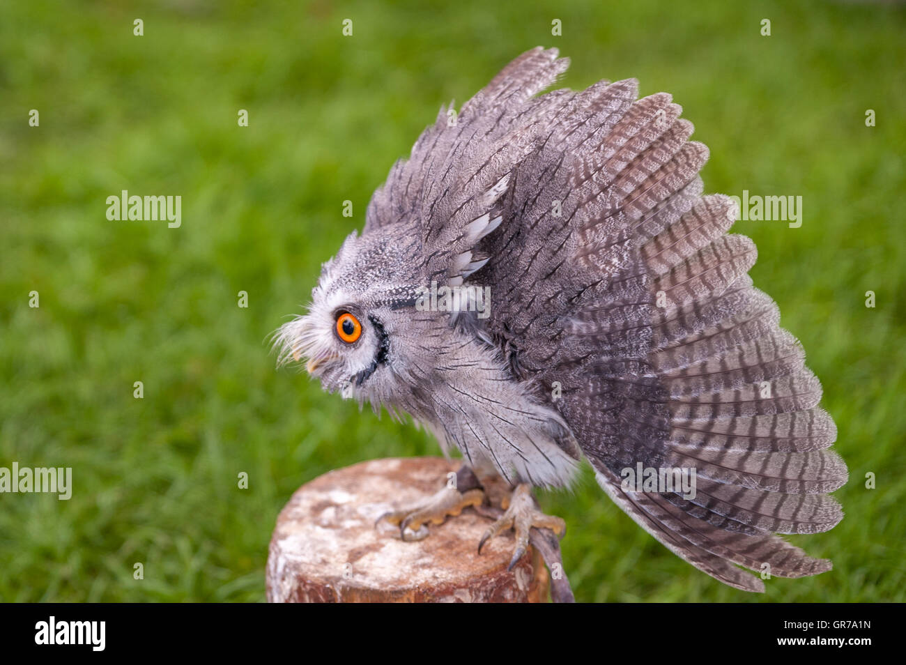 An Evil Owl Stock Photo - Alamy