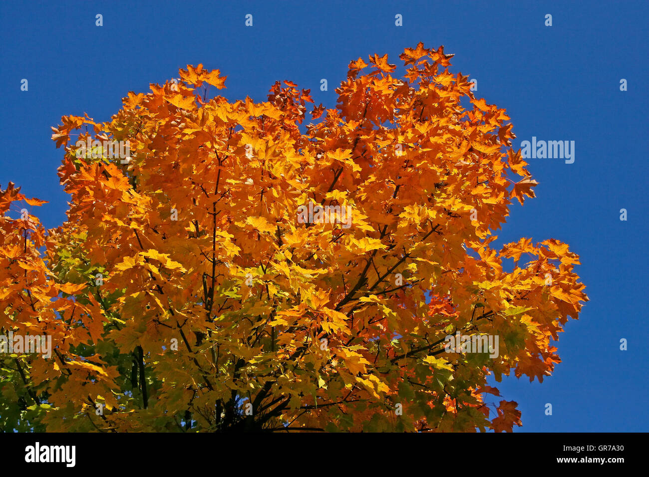 Germany maple tree in hi-res stock photography and images - Alamy