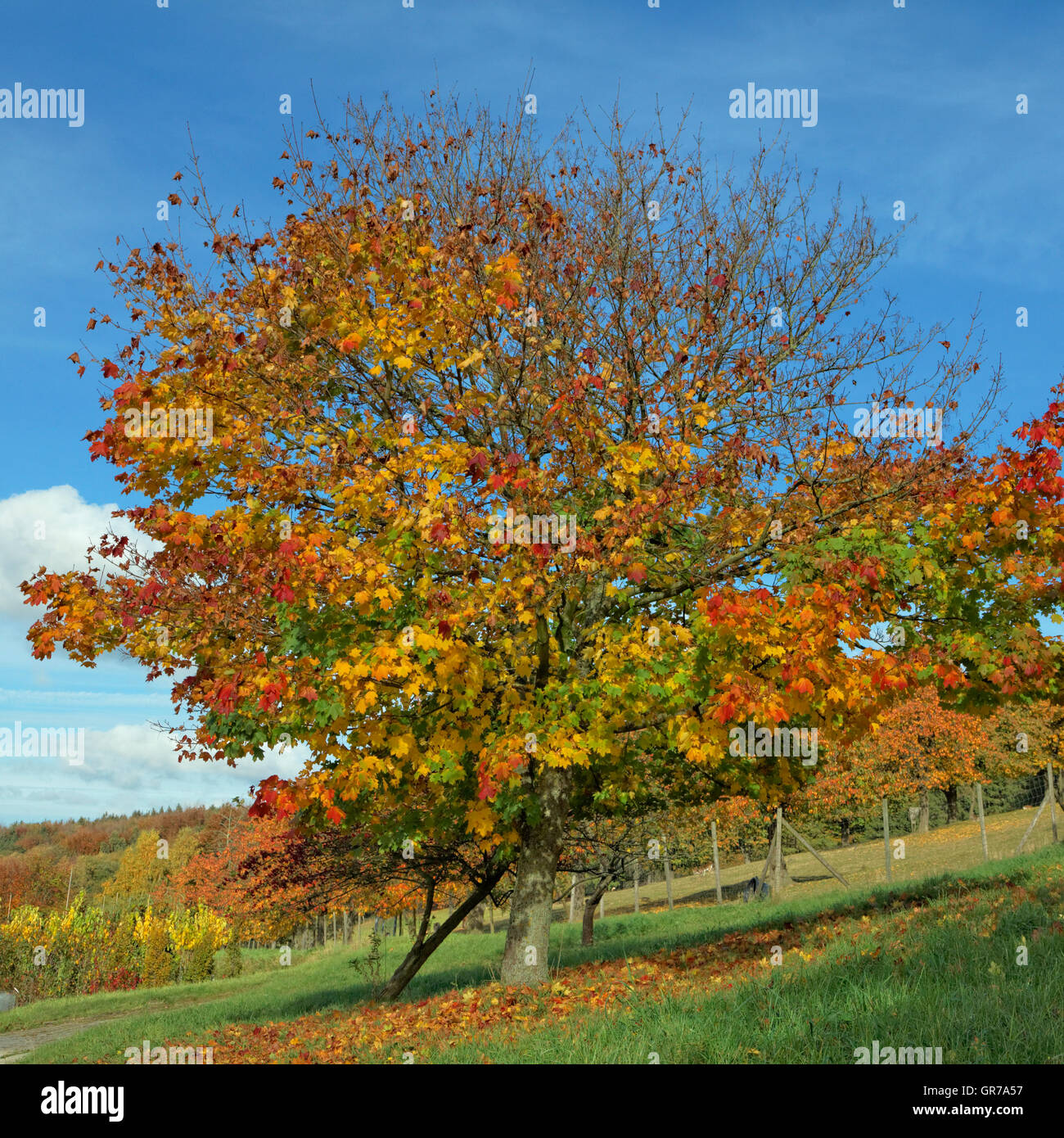 Fall foliage norway maple trees hi-res stock photography and images - Alamy