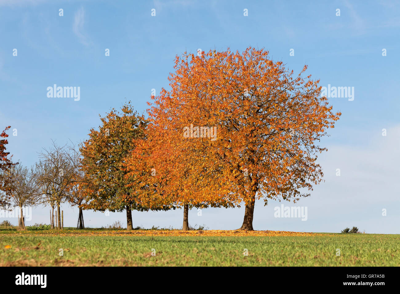 Cherry Trees In October, North Rhine-Westphalia, Germany Stock Photo ...