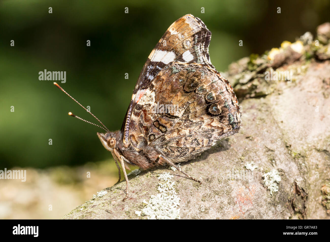 Butterfly in a tree hi-res stock photography and images - Alamy