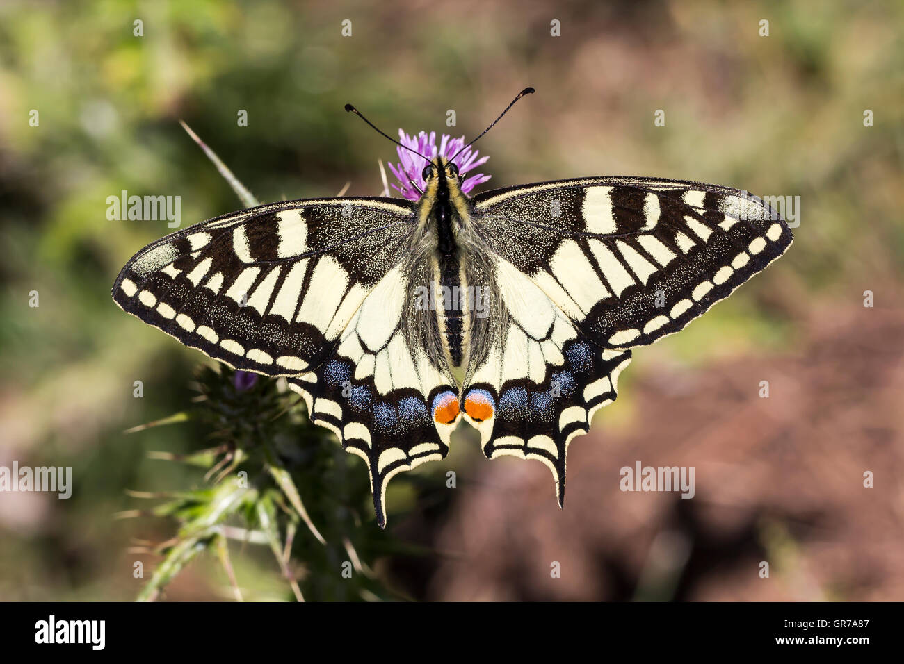 Papilio Machaon, Swallowtail Butterfly From Italy, Europe Stock Photo ...