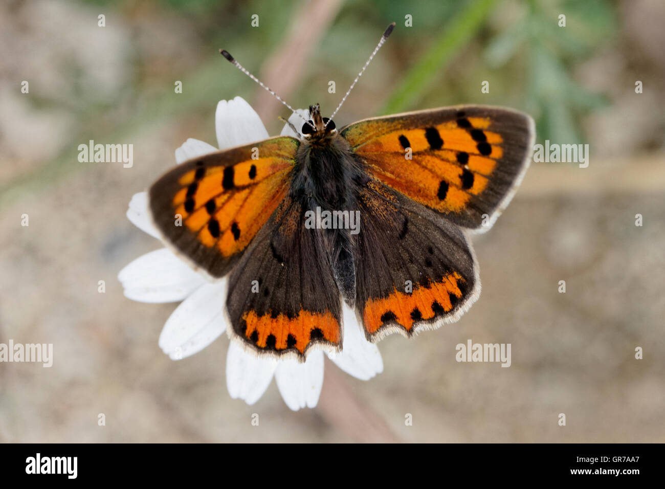 Lycaena Phlaeas, Small Copper, American Copper, Common Copper, European ...
