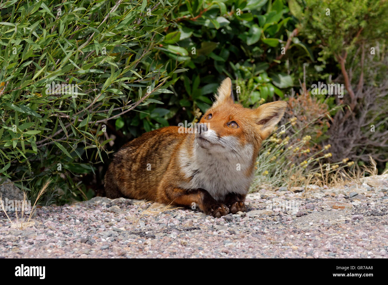 Red Fox Vulpes Vulpes In The Mountains Of Corsica, France Stock Photo ...