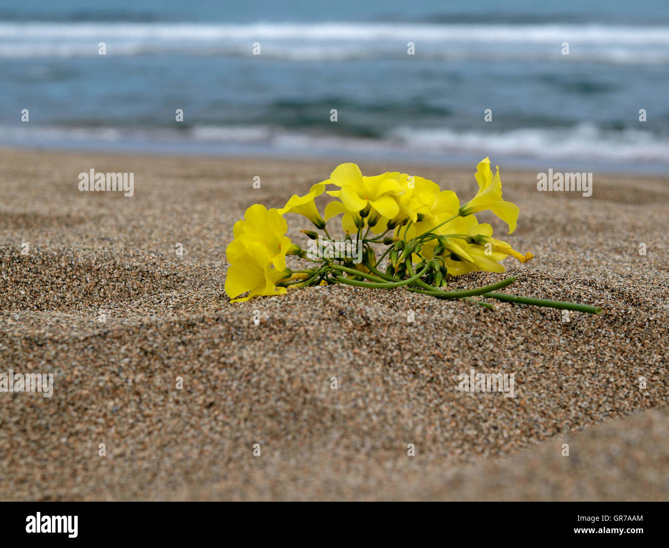 San Priamo, Beach With Flowers In The Southeast Of Sardinia, Italy ...