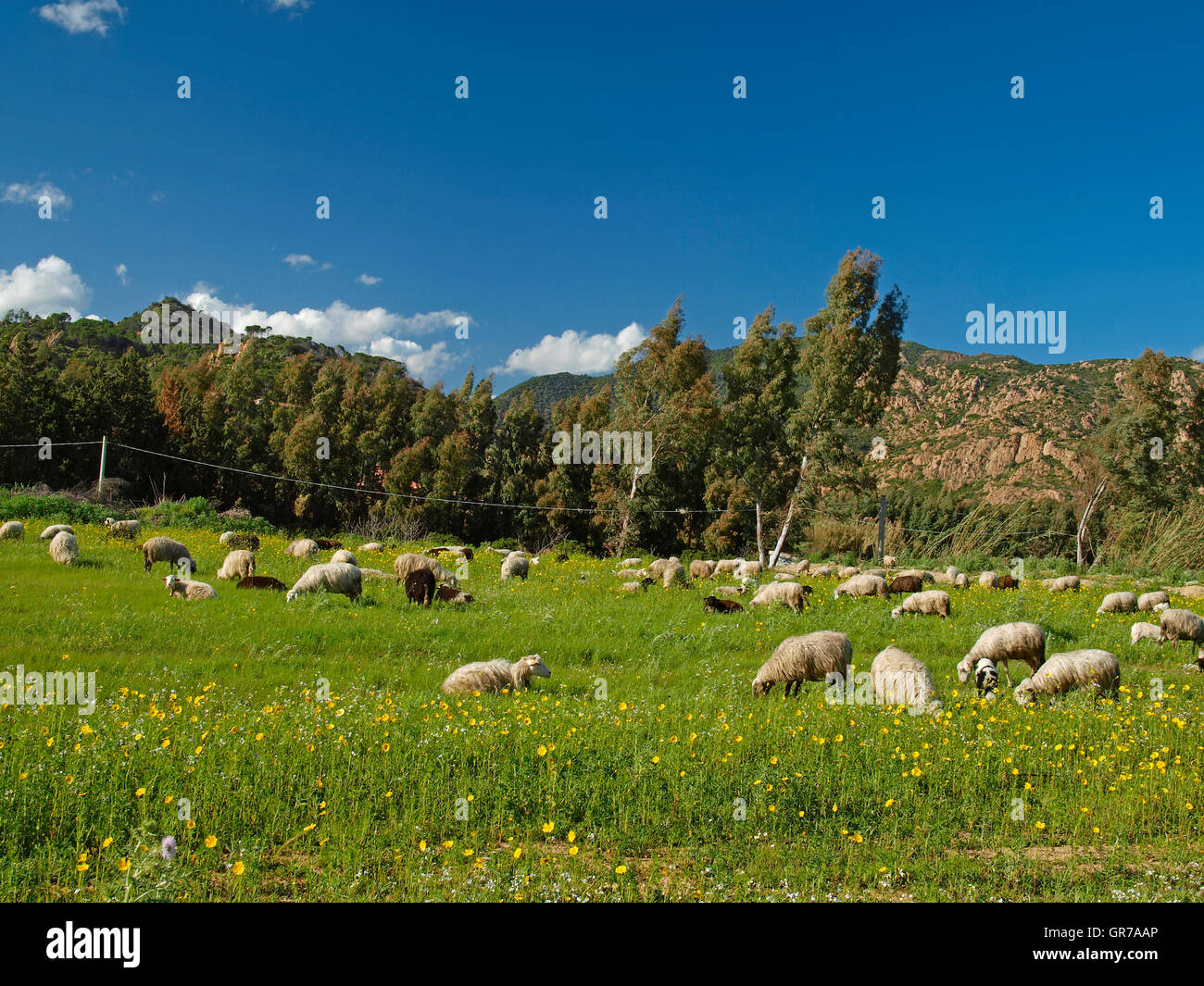 Príamo hi-res stock photography and images - Alamy