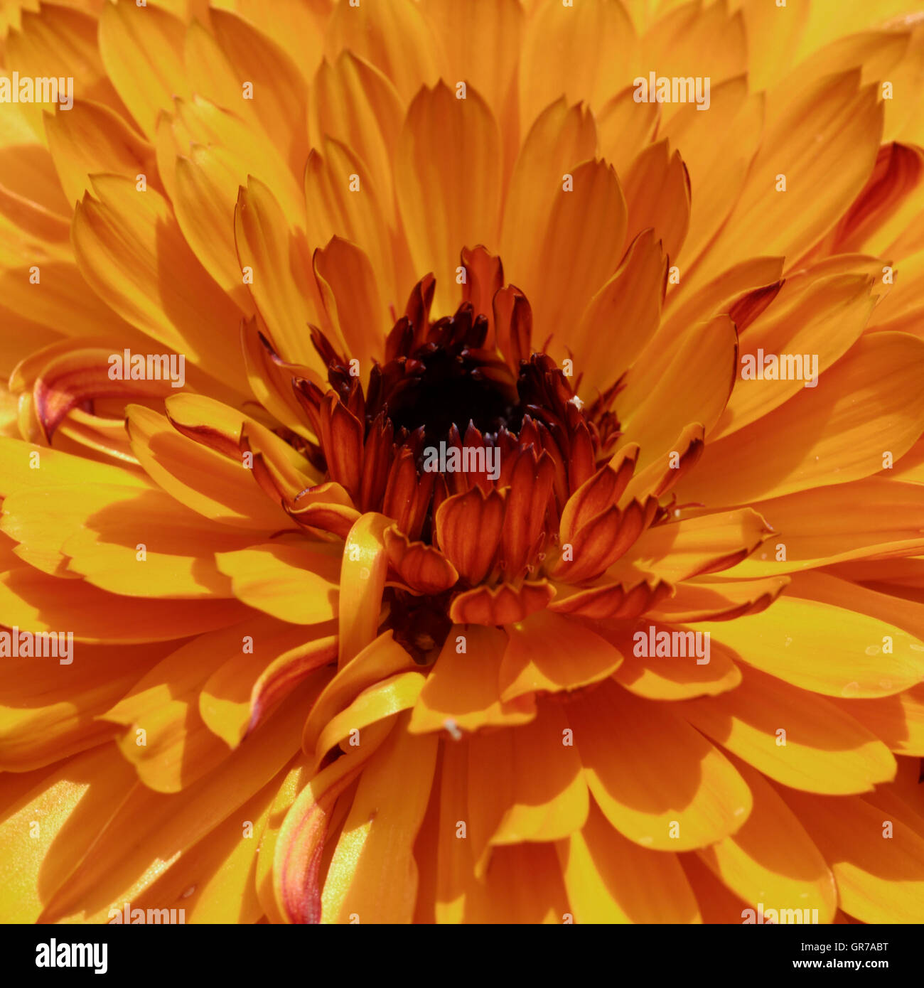 English marigold hi-res stock photography and images - Alamy