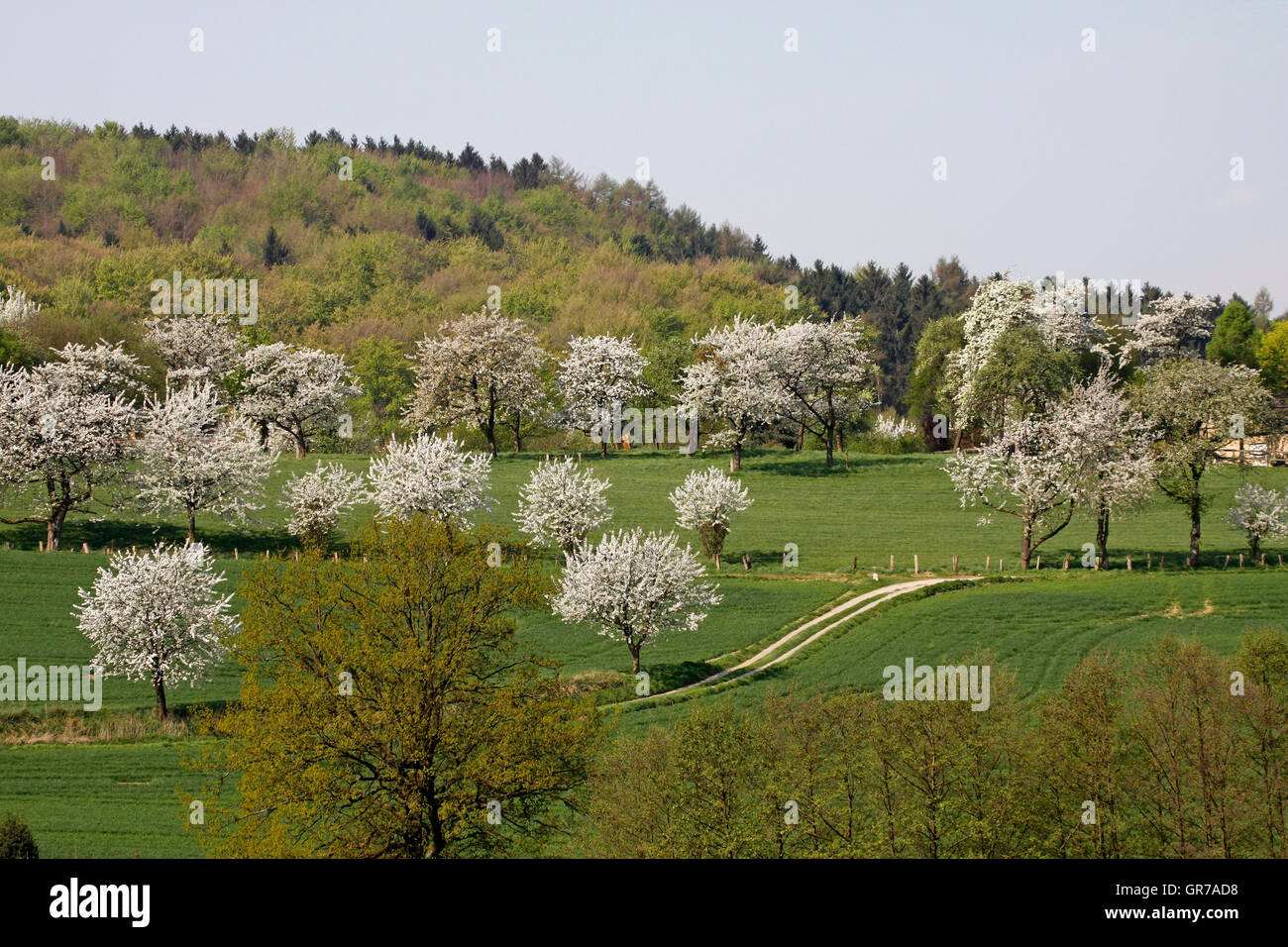 Field with cherry trees in hagen hi-res stock photography and images ...
