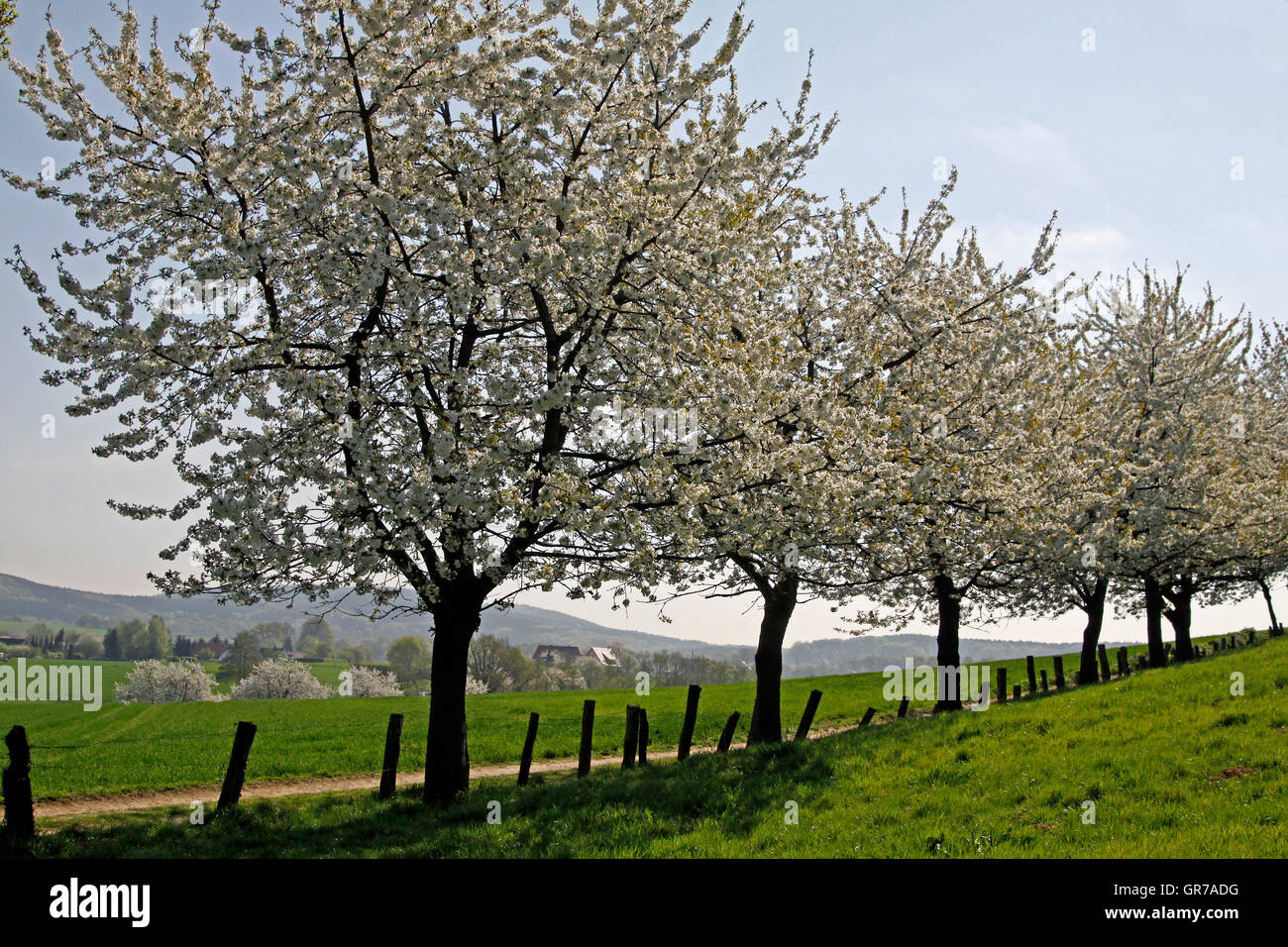 Cherry Trees In Spring, Hagen, Lower Saxony, Germany, Europe Stock ...