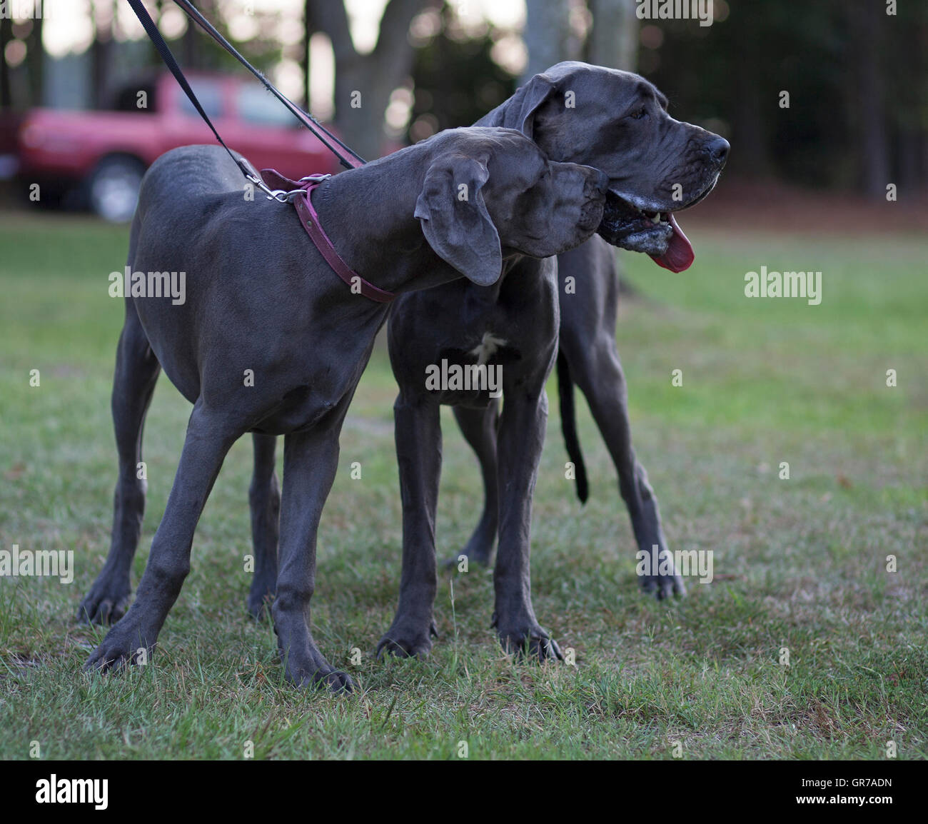 One young Great Dane pecking the cheek of another Stock Photo - Alamy