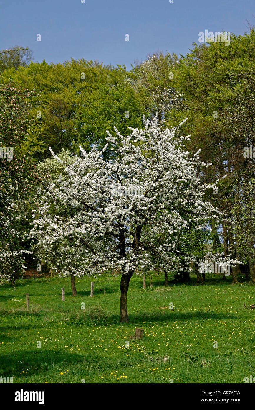 Cherry Tree In Spring, Hagen, Lower Saxony, Germany, Europe Stock Photo ...