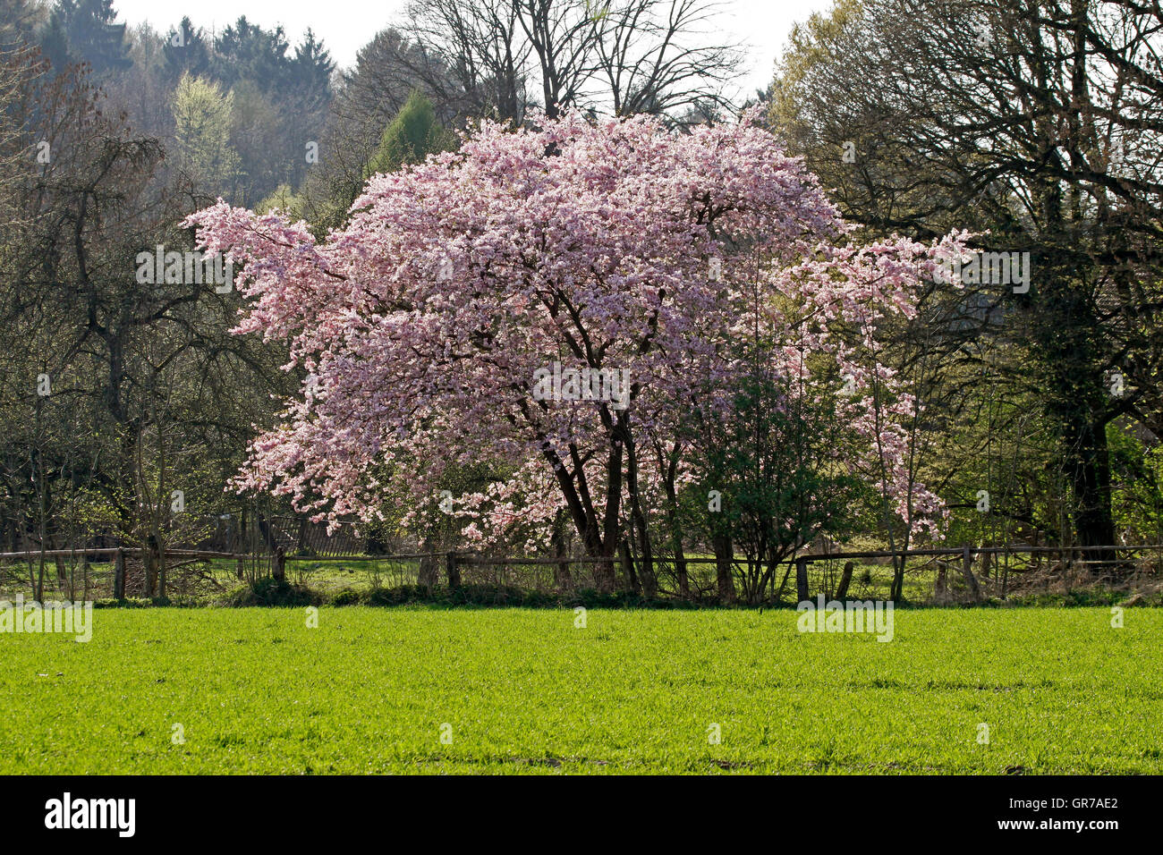 Japanese Cherry Tree In Spring, Lower Saxony, Germany, Europe Stock ...