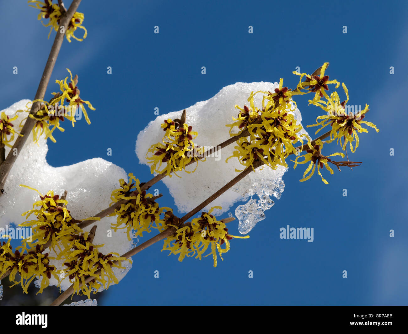 Witch-Hazel In Winter Stock Photo - Alamy