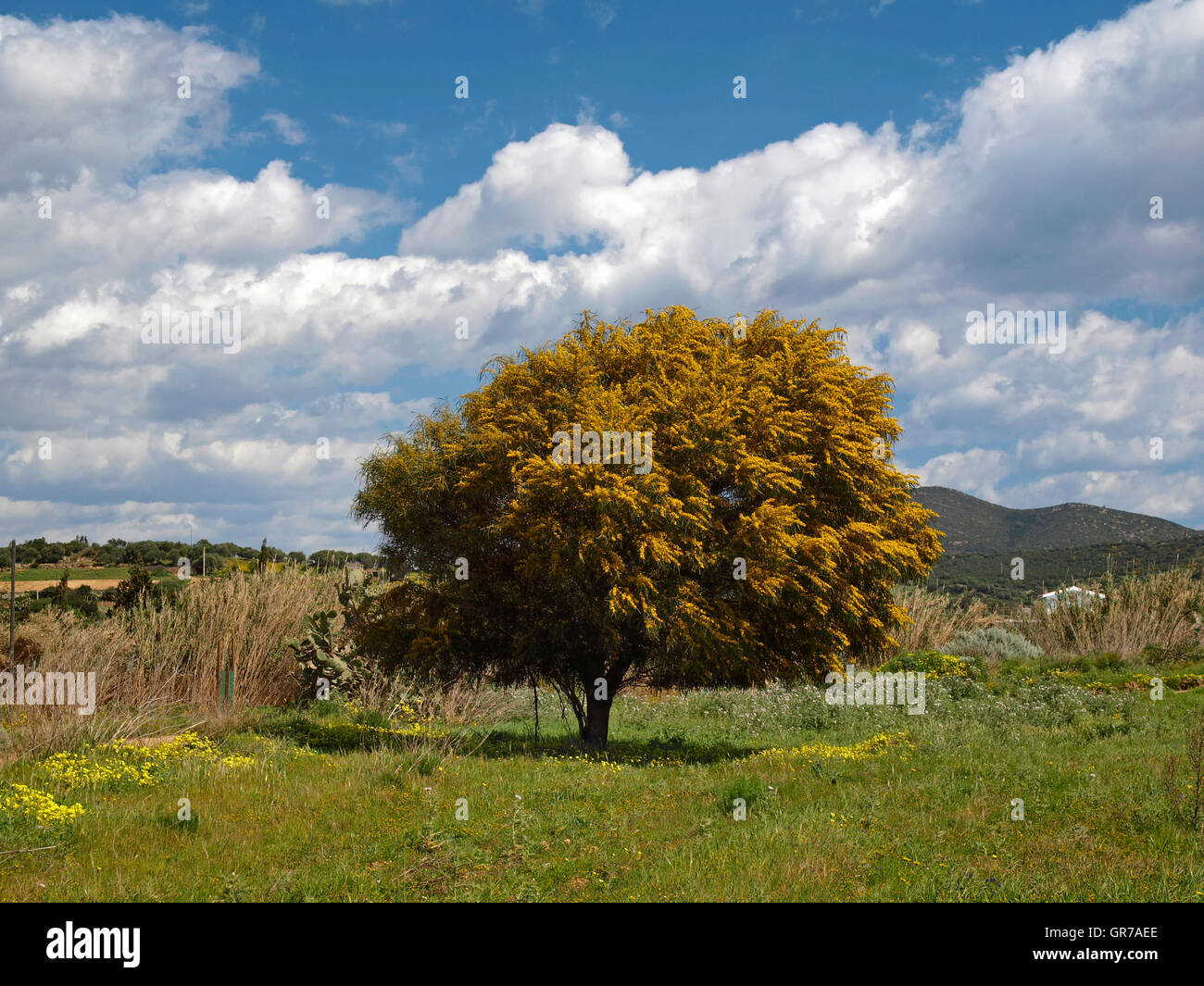 Landscape With Acacia Tree Near Campulongo, Villasimius, Sardinia ...