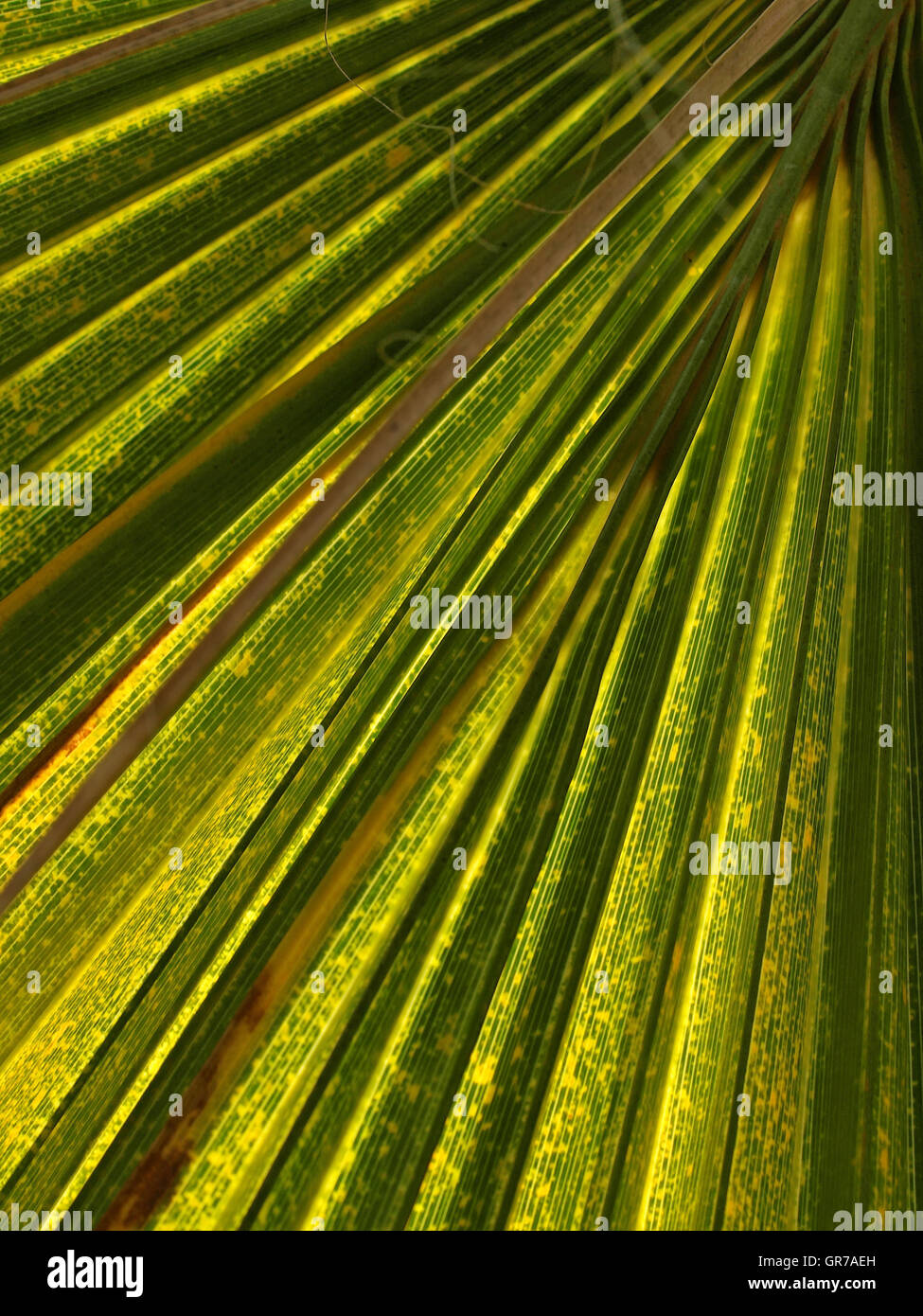 Palm leaf structure hi-res stock photography and images - Alamy
