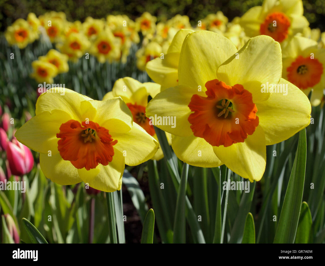 Daffodil border hi-res stock photography and images - Alamy